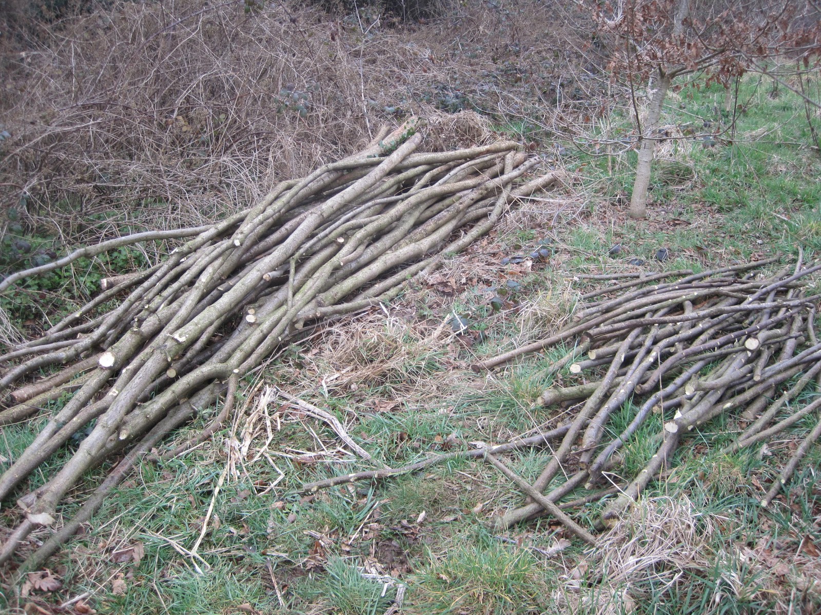 Filnore Woods Blog: Coppicing hazel