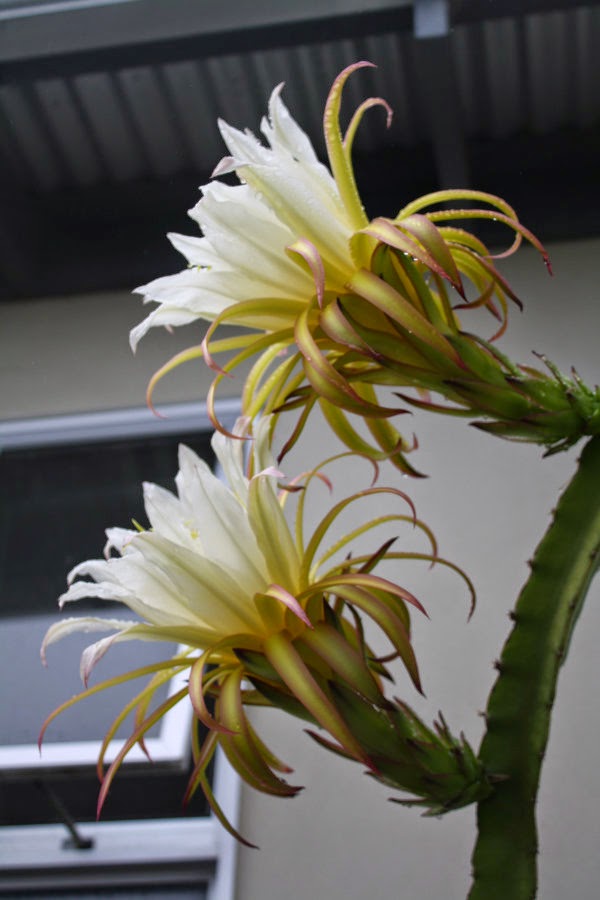 Petit Paradis: Pitaya Flowers @ Petit Paradis