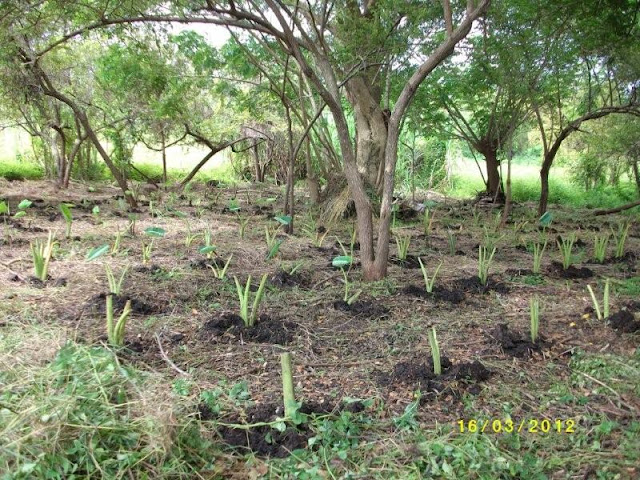 Naciriyawa - our farm in Fiji: we now have a dalo plantation as well...