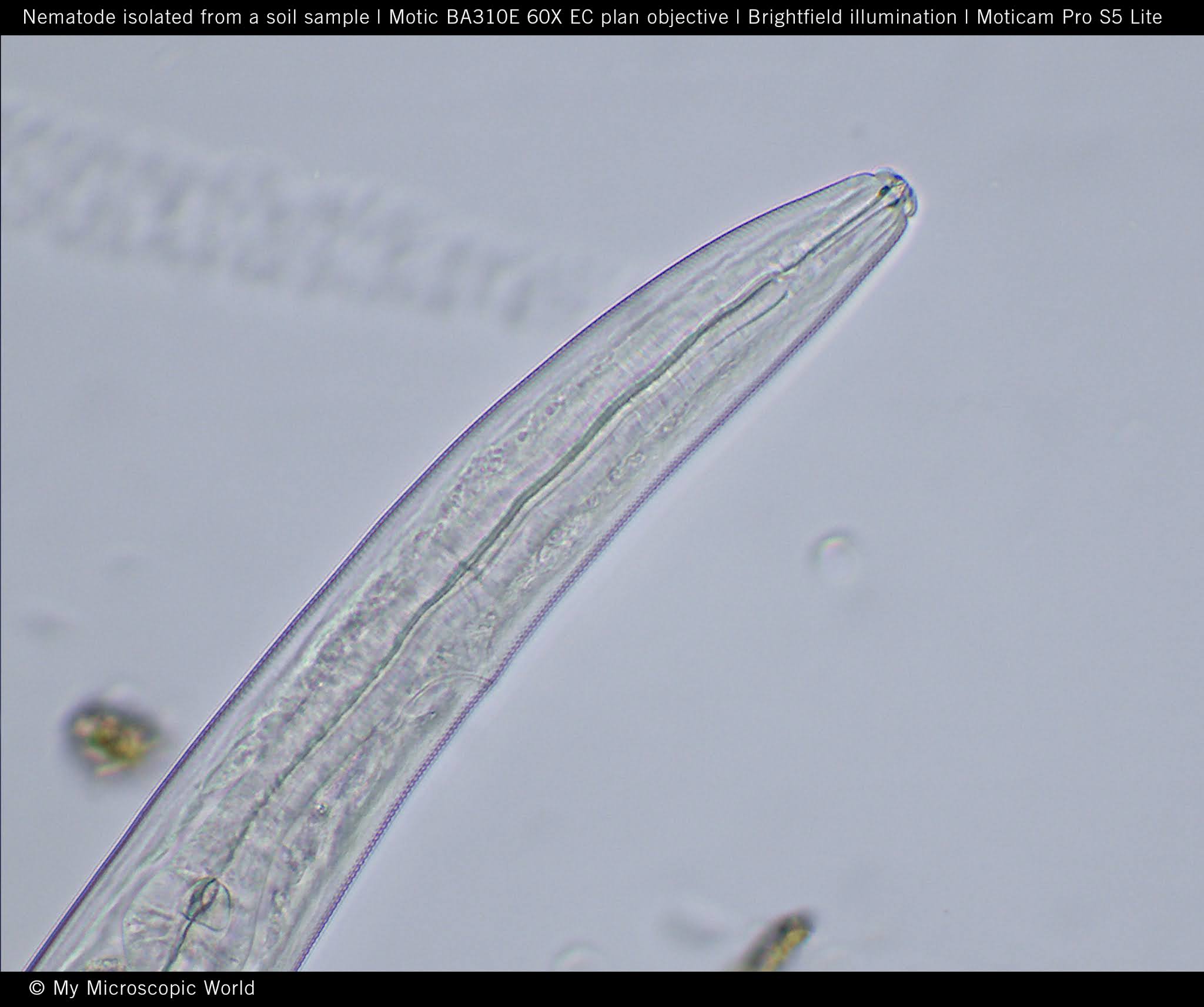 Motic Europe | Blog: Nematodes - The most common animal on earth