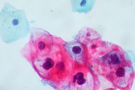 Citología para estudiantes