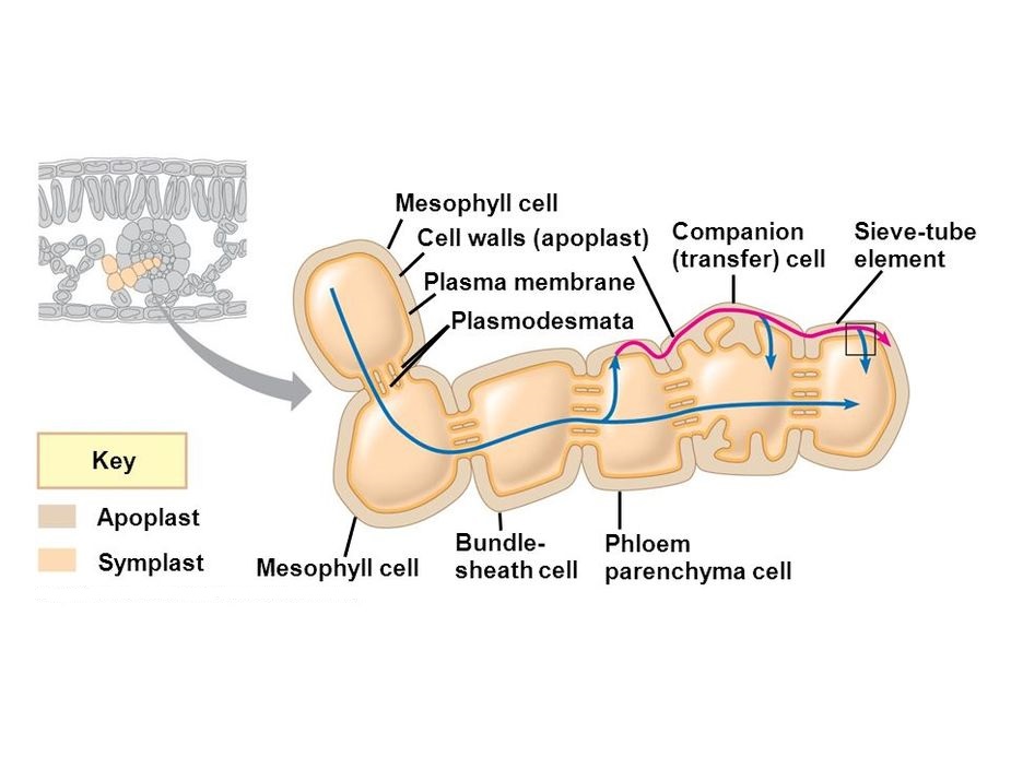 The Mechanism of Phloem Translocation or pressure flow - Your Learning ...