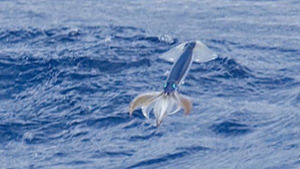 Onlangs konden biologisten, onder leiding van Jun Yamamoto aan de ...