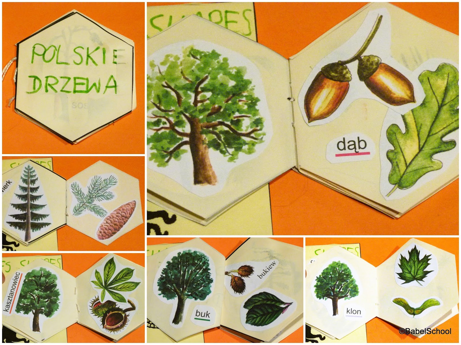 Lapbook: Trees - Drzewa