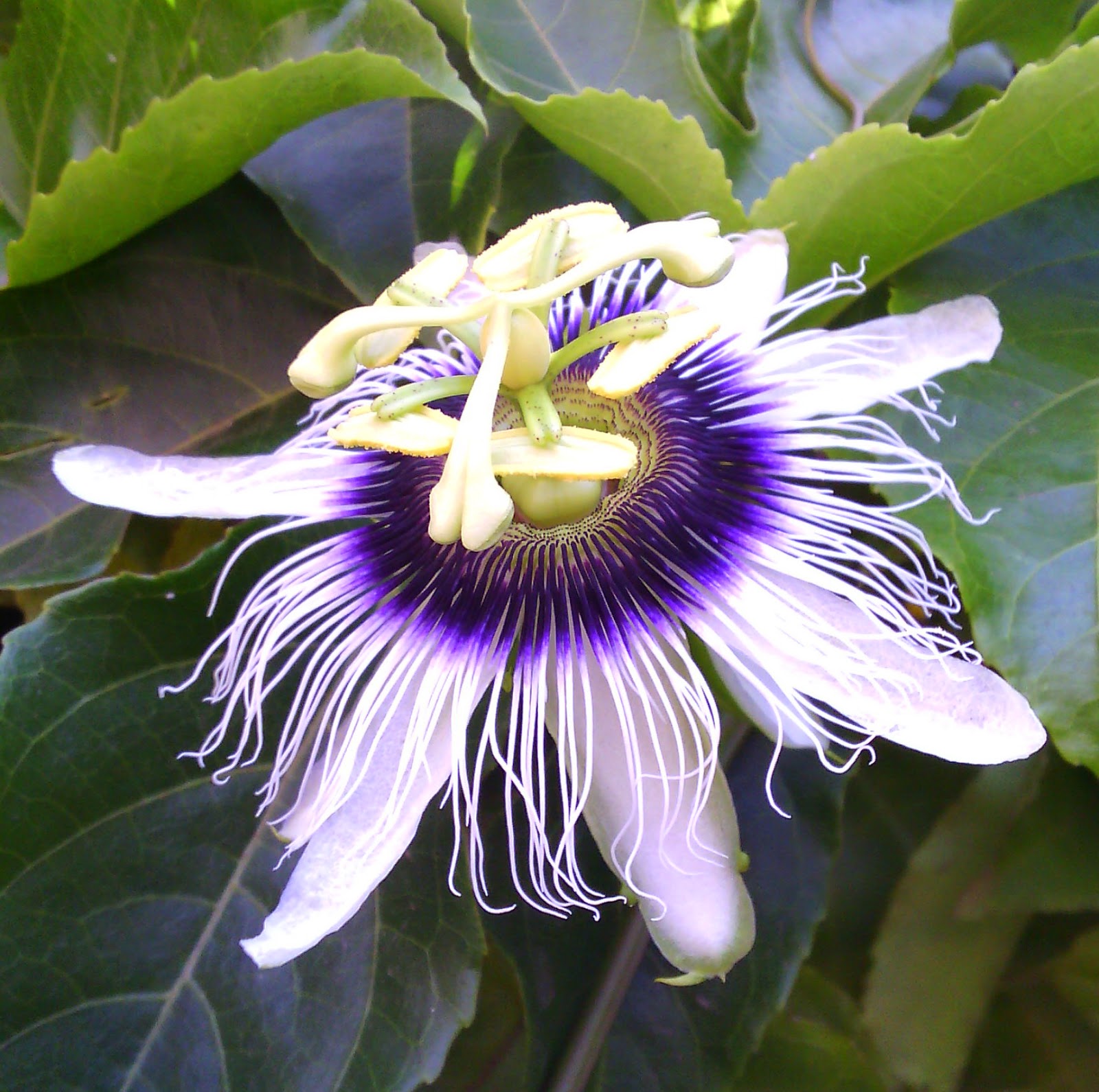 Foto Bunga Buah Markisa - Blog Foto Ari