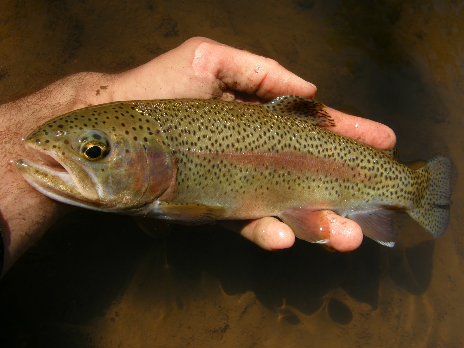 Oak Creek Angler: Rim fishing part 1, May 2012