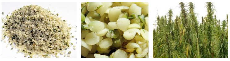 Biji Fumayin: Biji fumayin dan hemp seeds, sejarah penggunaan di ...