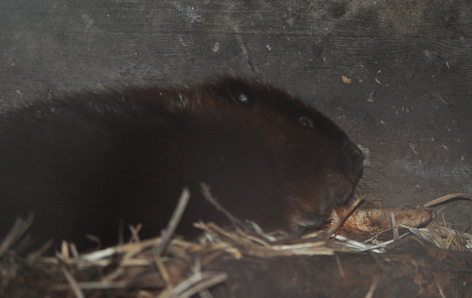 ZOOTOGRAFIANDO (6.100 ANIMALS): CASTOR AMERICANO / AMERICAN BEAVER ...