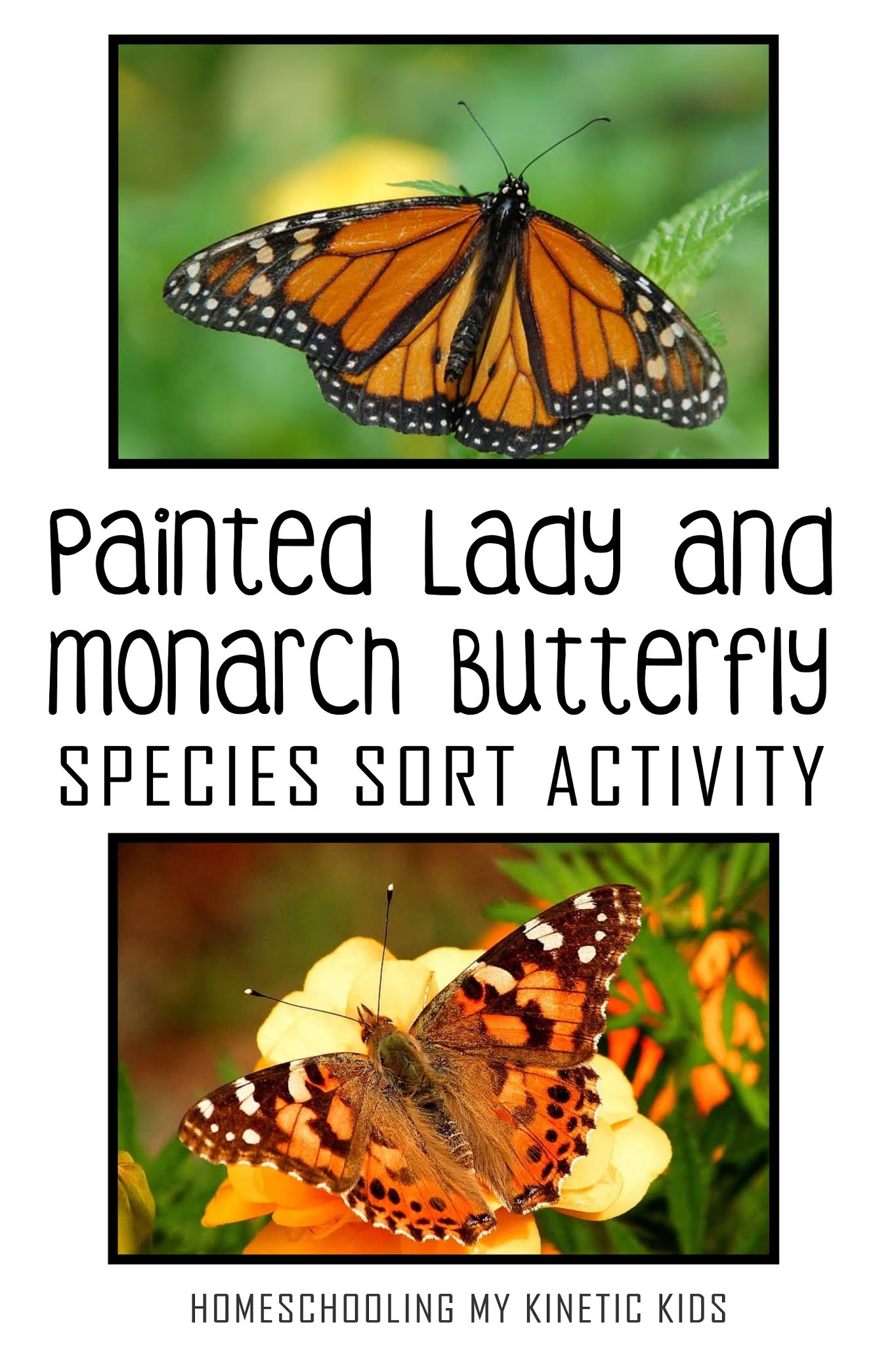 Monarch Butterfly Letters