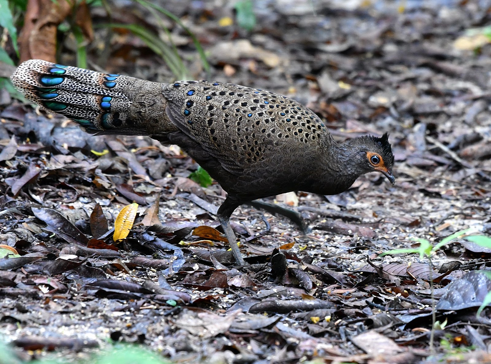 The Life Journey in Photography: Malayan Peacock-Pheasant @ Bukit ...