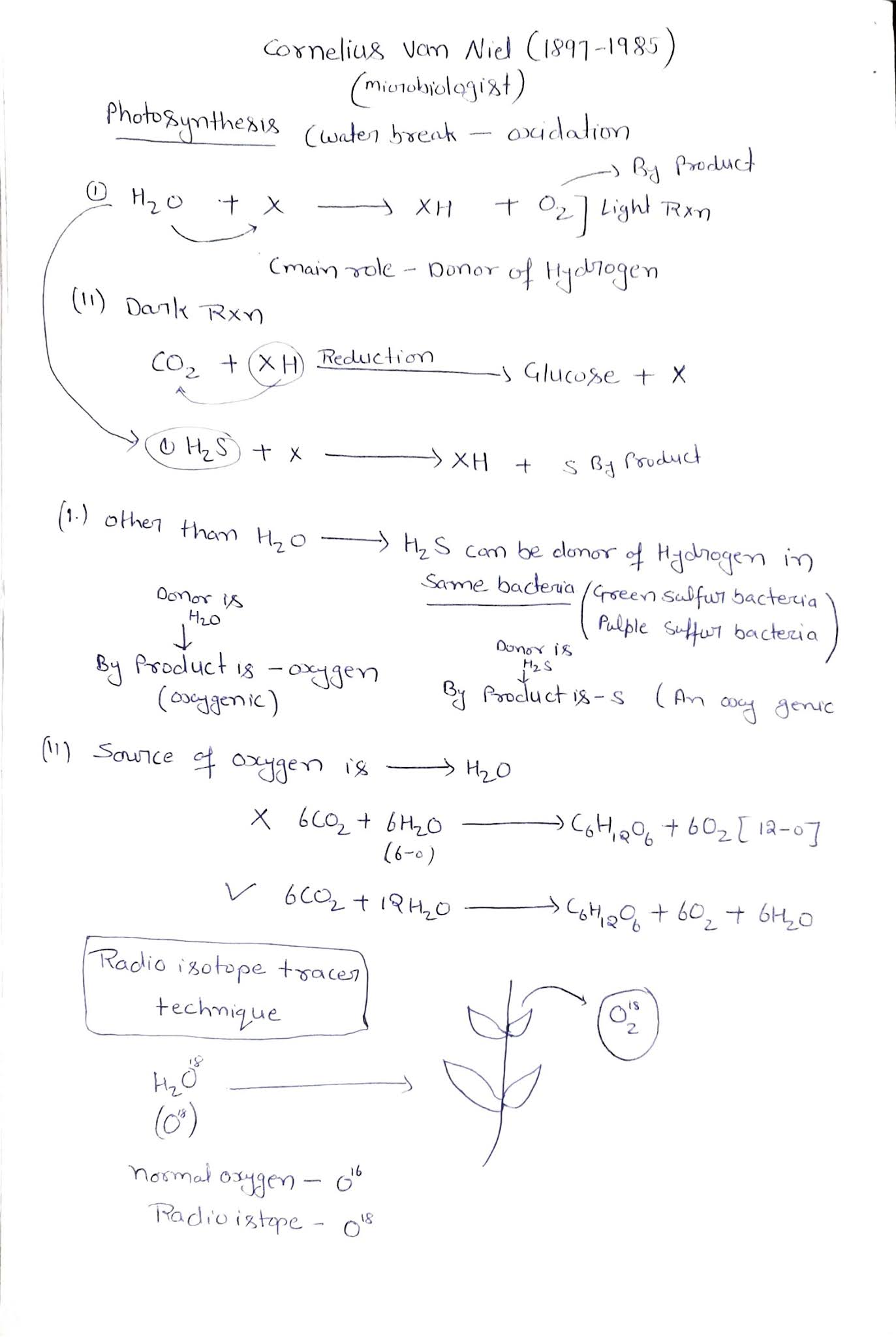 Photosynthesis in higher plants class 11 notes - Studypur