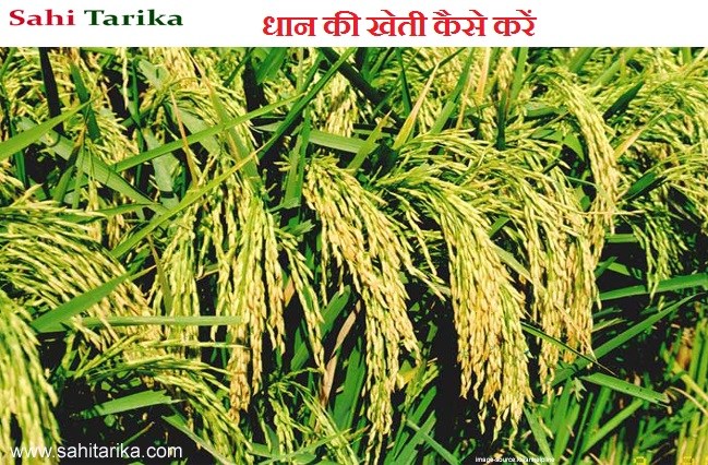 Agri Junction One Stop Shop