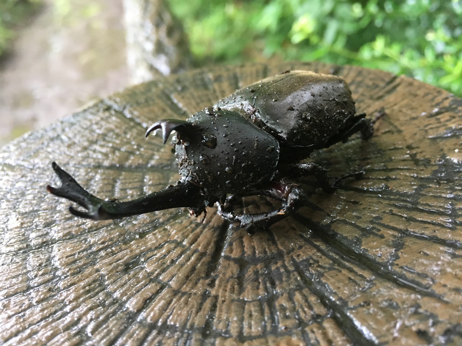 Stag Beetles, Rhino Beetles, and Samurai Helmets