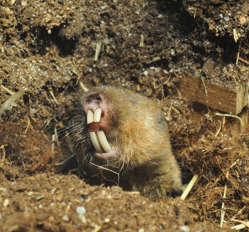 ZOOTOGRAFIANDO (6.100 ANIMALS): RATA TOPO DE ZAMBIA / ANSELL´S MOLE-RAT ...