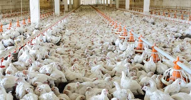 Our Business Ethical Dilemma Blog: Ethical Dilemma #2: Chicken Farms ...
