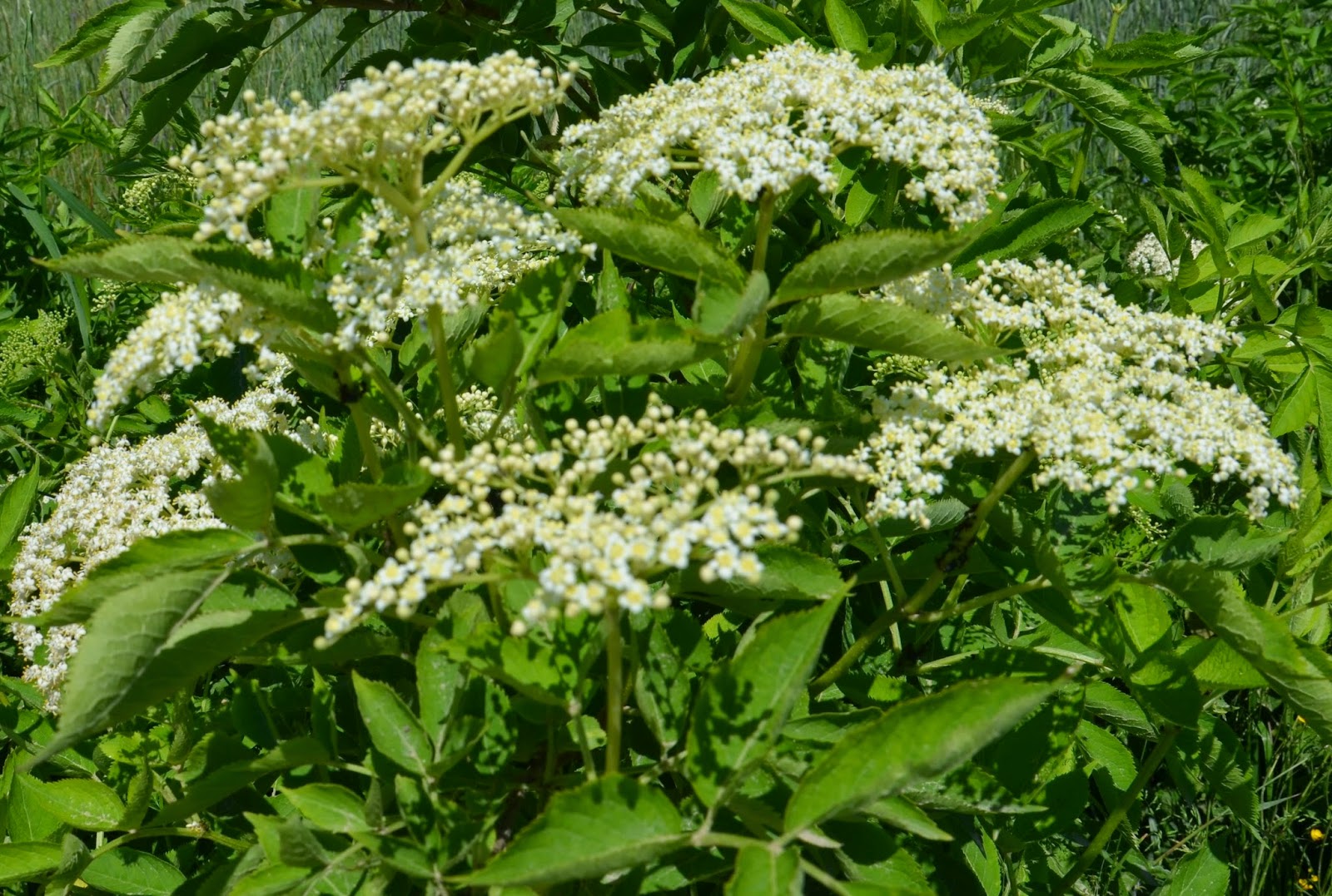 Ezoteryka i ja: Czarny bez