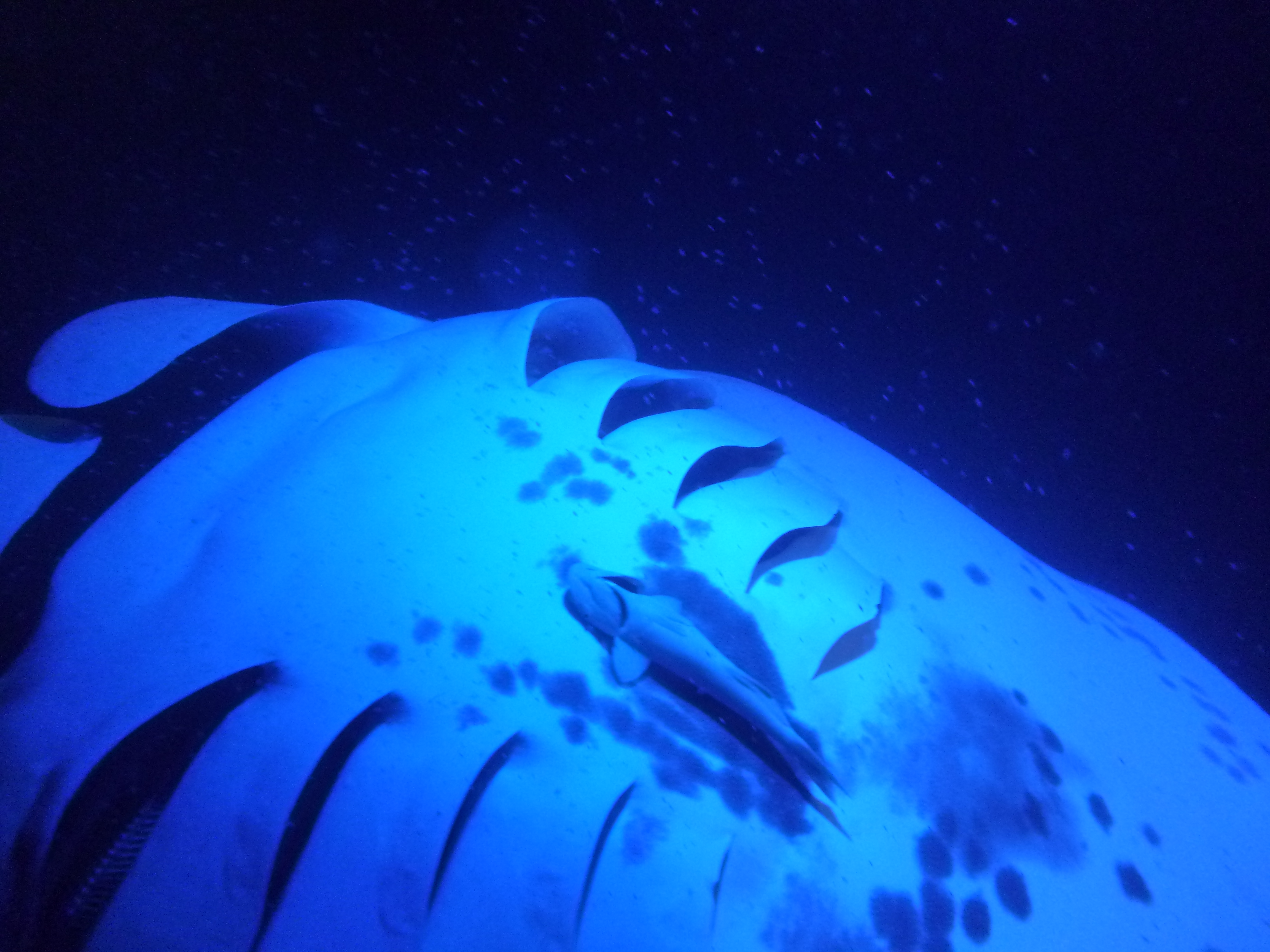overyourhead: Night Swimming with Manta Rays... Flying sea monsters ...