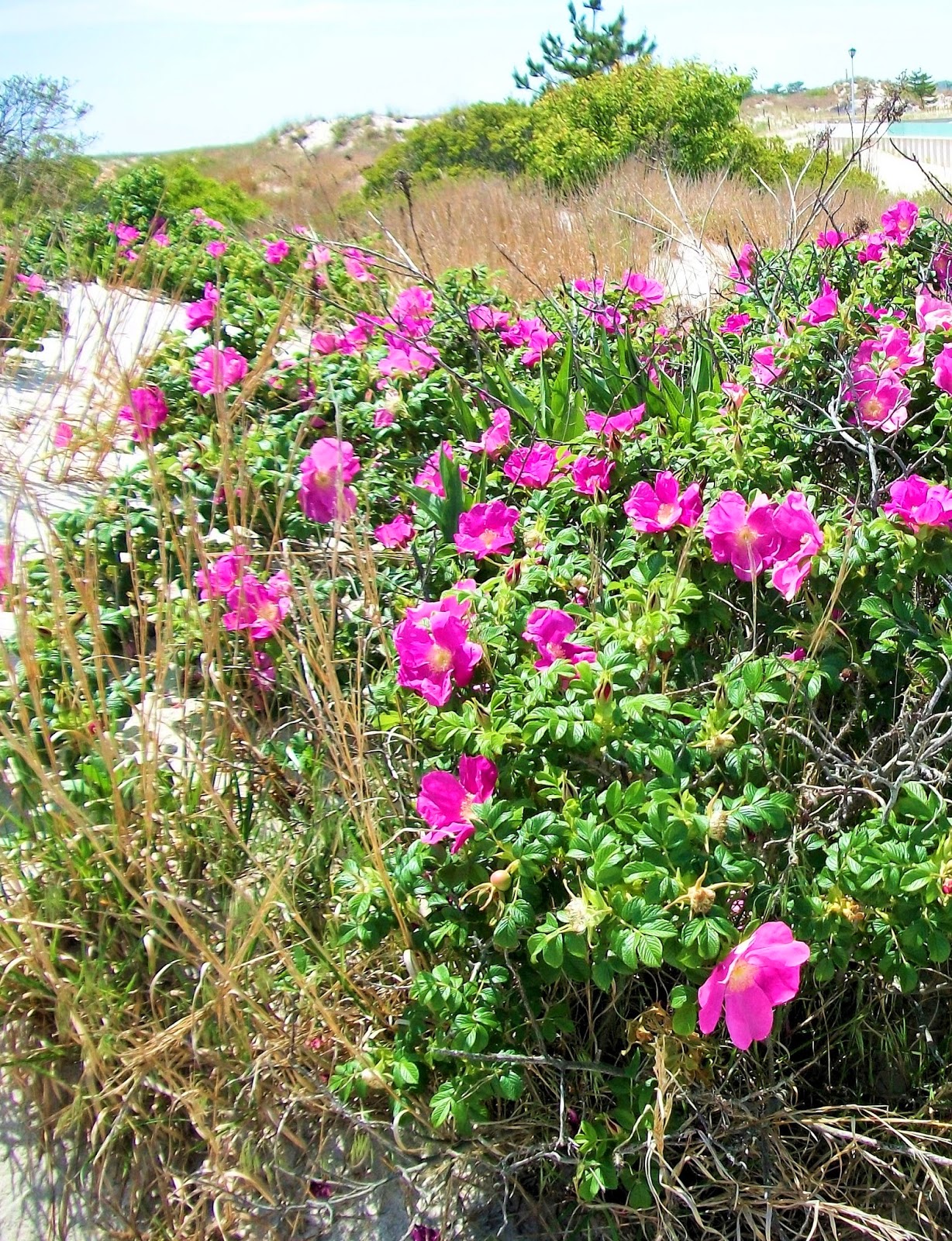 Gone To The Beach: Beach Roses and Honeysuckle