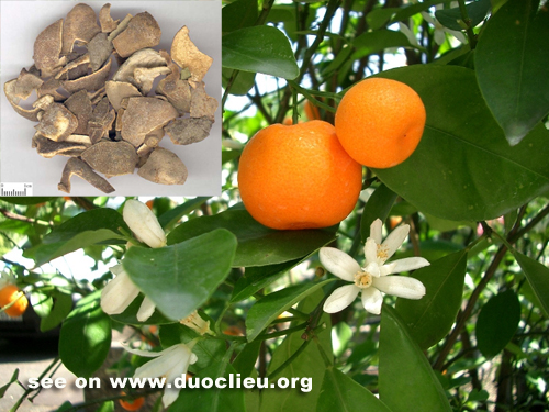 Green Tangerine Peel Qingpi Citrus Reticulata Blanco