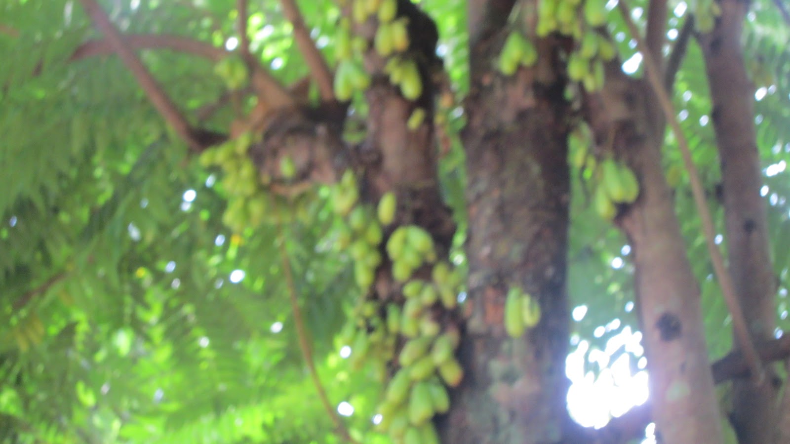 Tested, Tasted and Loved: Illimban Puli Recipe