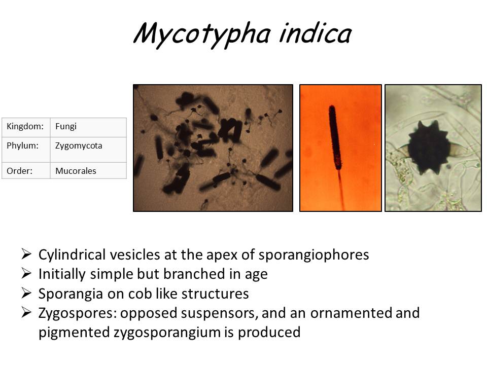 PLPA631 Ginger_Shan Jiang: Isolation of Unknown Fungi
