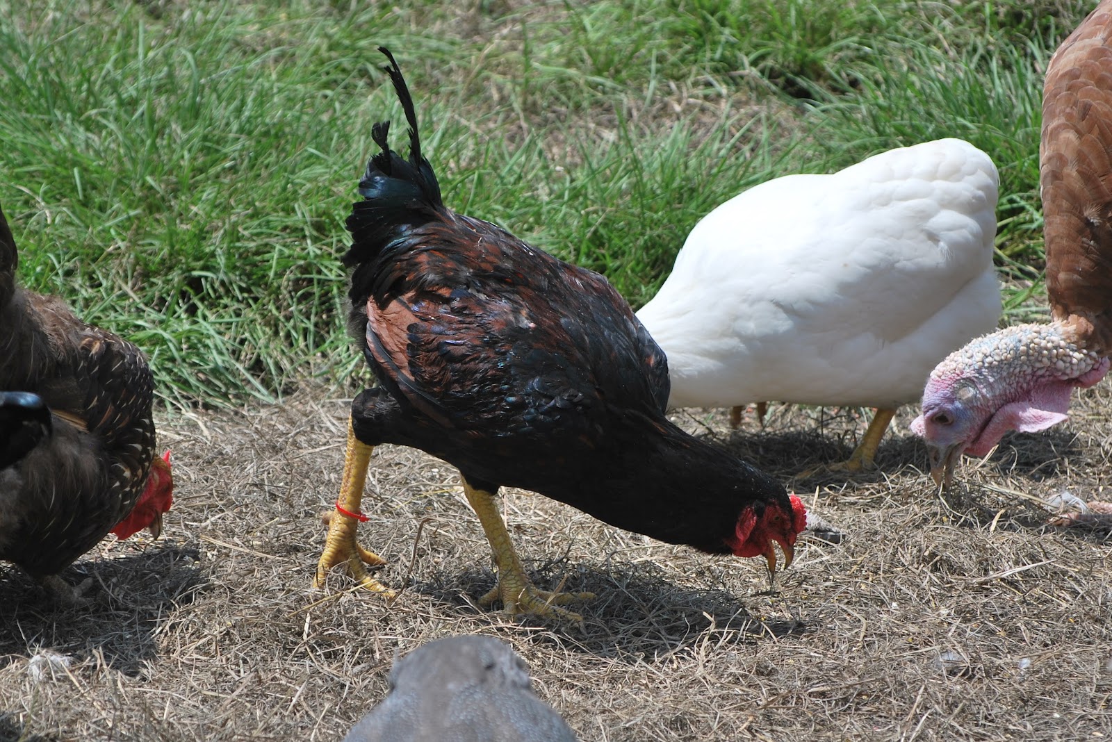 HighTail Farms: Broilers and broiling