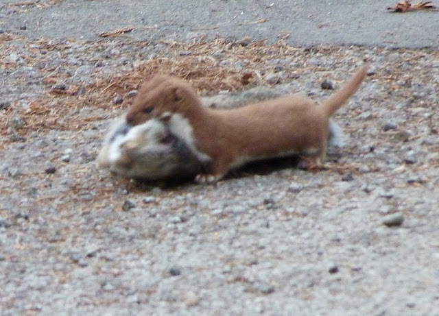 Tophill Low Nature Reserve: Weaseling out winter