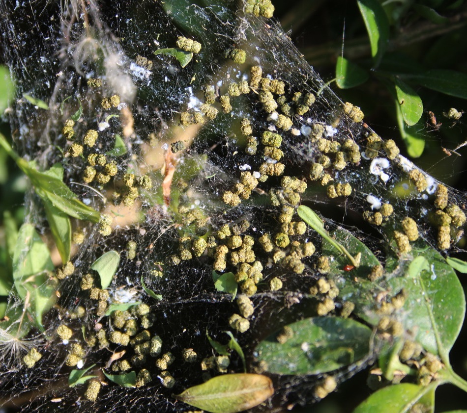 buxusmot bestrijden met spiritus