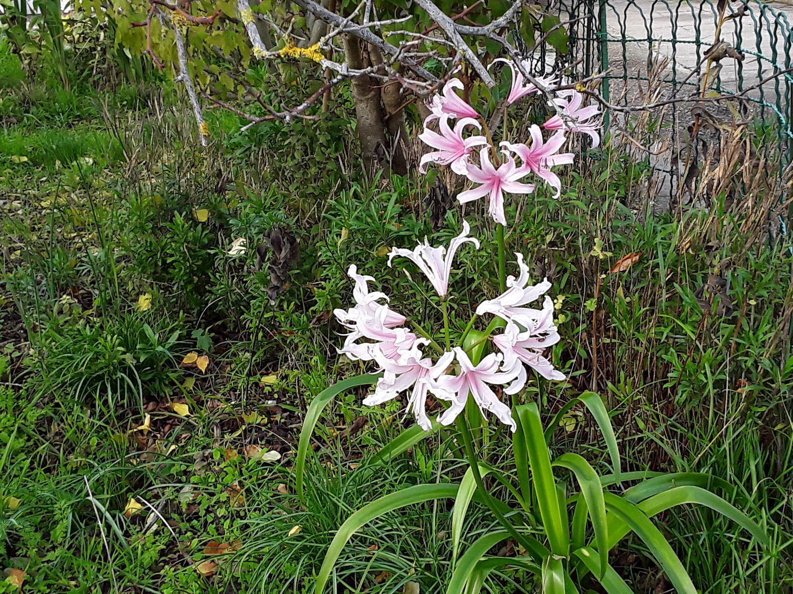 j'ai vu, j'ai photographié, je partage: UNE FLEUR DANS UN JARDIN. CE ...