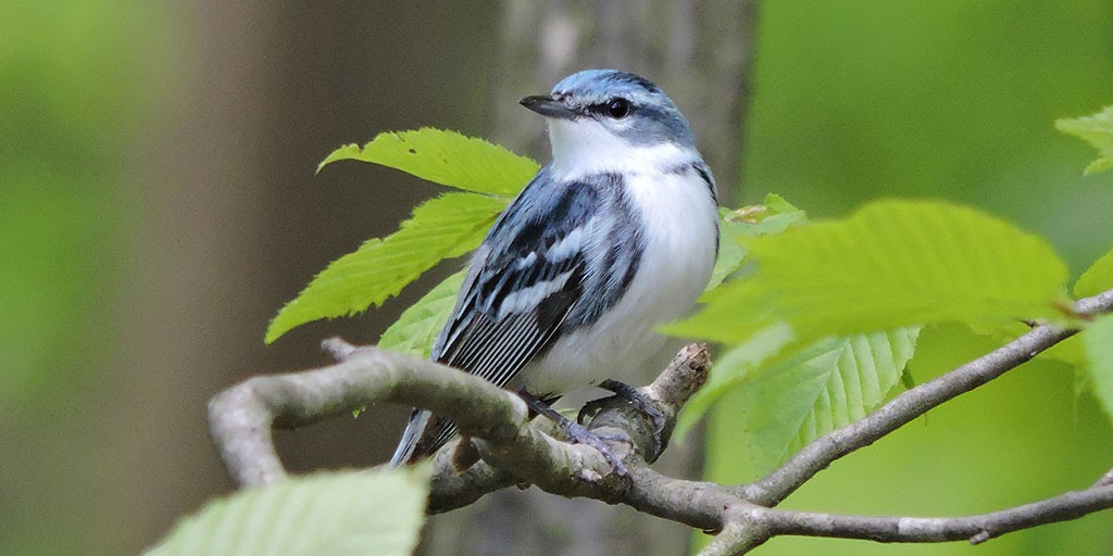Bird of the Month: Cerulean Warbler