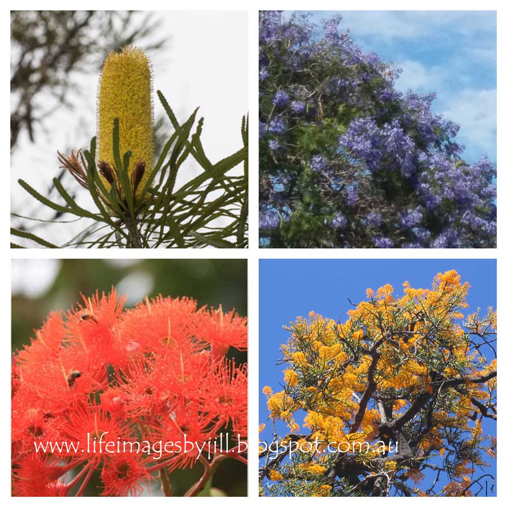 Life Images by Jill: The Western Australian Christmas Tree