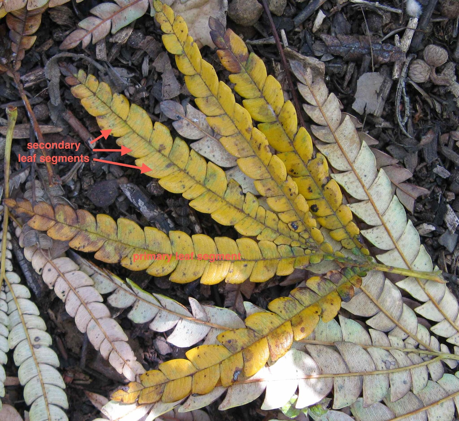 In the Company of Plants and Rocks: All My Relatives are Miocene Fossils