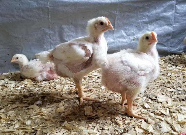 10 Things to Consider Before Raising Broilers (meat chickens) - Oak ...