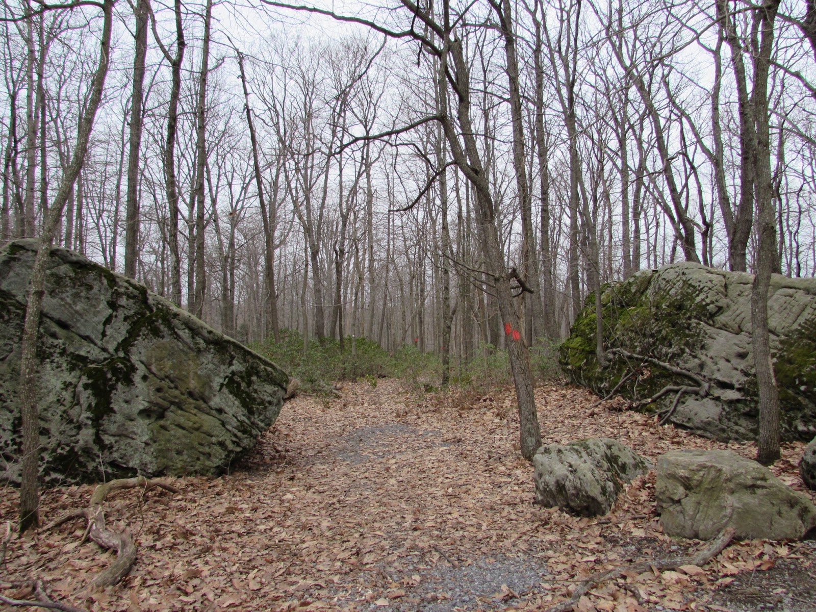 Beartown Rocks: A Rock City in Clear Creek State Forest, Jefferson ...