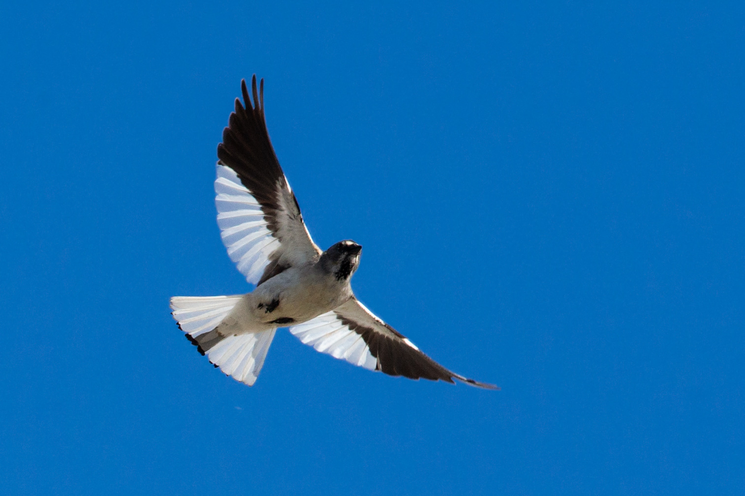 Wildlife Diaries: White-winged Snowfinches of the Furka Pass