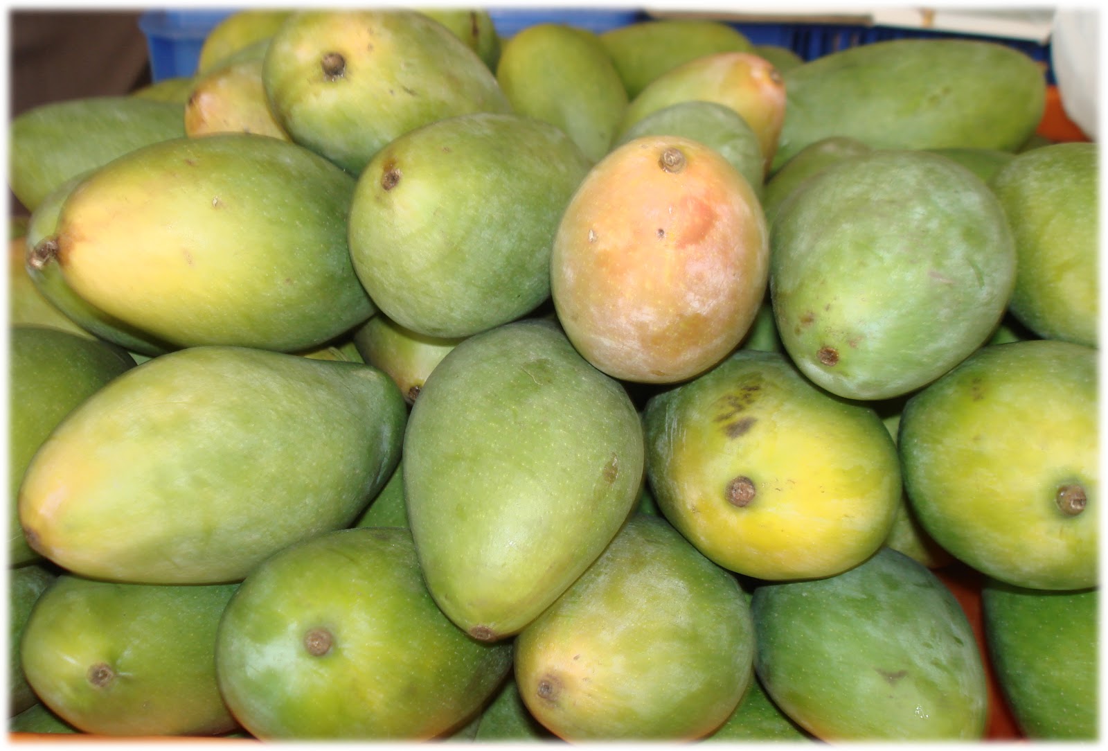 INDIAN MANGO VARIETIES