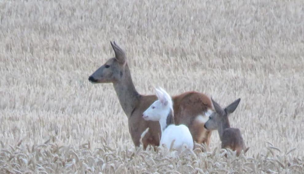 La corza de Sertorio y otras leyendas