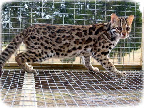 Leopard Cat Is One Of The Most Beautiful Cat In Nature