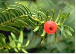 Everything you need to know about Warrior cats.: Death Berry