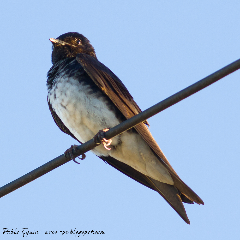 mis fotos de aves: Progne chalybea Golondrina Doméstica Grey-breasted ...