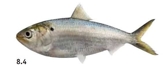 Ikan Mata Belo Atau Kelee Shad (Hilsa kelee); Morfologi, Habitat, Ciri ...