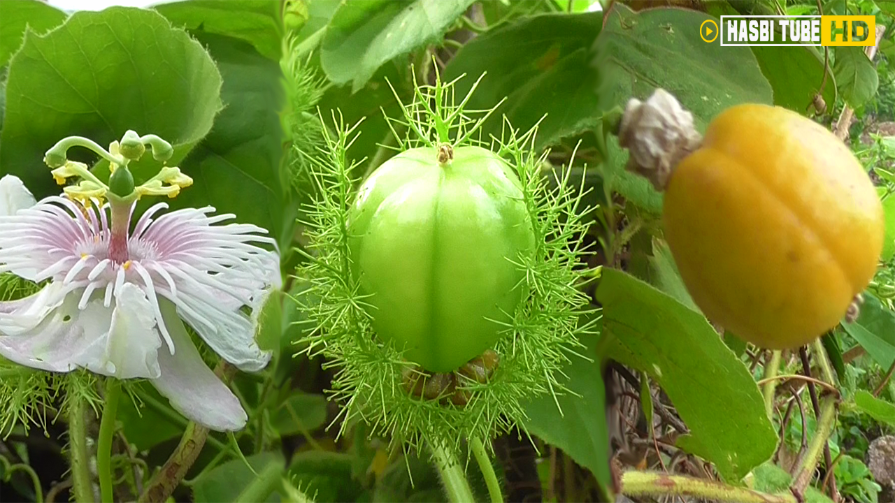 Mengenal Buah Rambusa si Markisa Mini - Hasbi Personal Blog