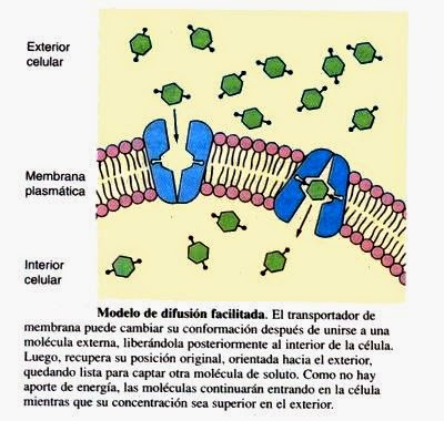 biologiacelular: practica 2:CRENACIÓN, HEMÓLISIS, PLASMÓLISIS Y TURGENCIA