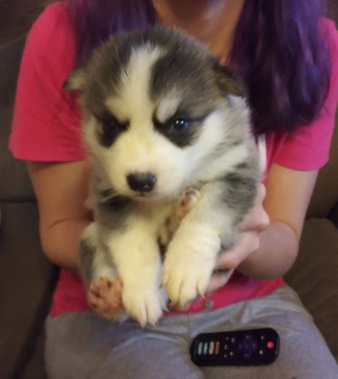 For Sale Miniature Siberian Husky Male With Gorgeous Blue Eyes Miniature Siberian Huskies