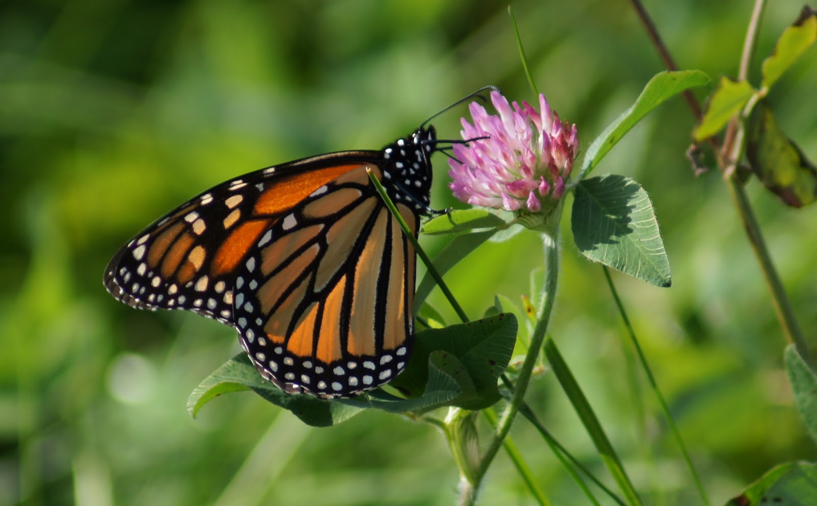 Things with Wings: MBC October Butterfly Derby - Week 4