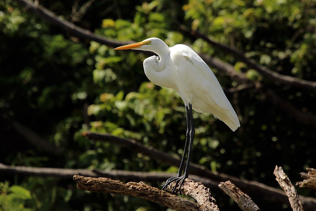 Top 15 White Birds In The World Top 15 White Birds In The World