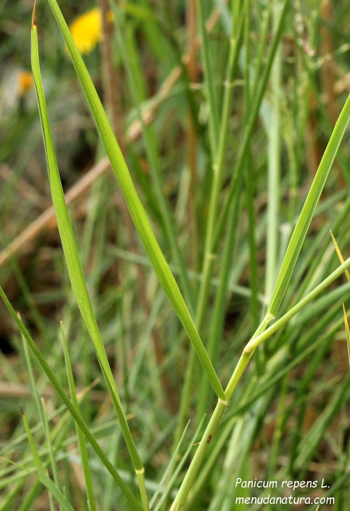 Menuda Natura: Panicum repens L.