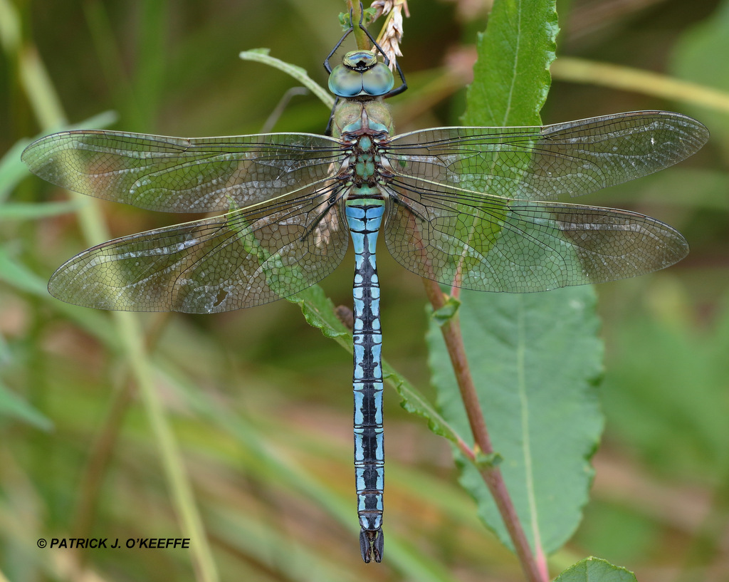 Raw Birds: EMPEROR DRAGONFLY (Anax imperator) male Lullymore West Bog ...