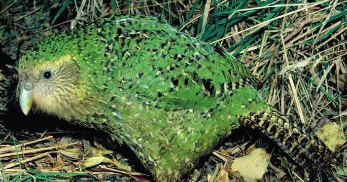 Birds of the World: Kakapo