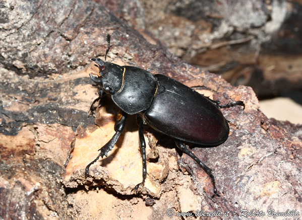 libereali: Cervo volante fa rima con gigante